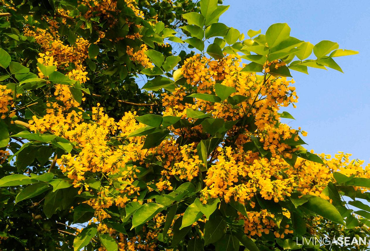 Fun Facts You May Not Know about Songkran or Water Festival in the ASEAN