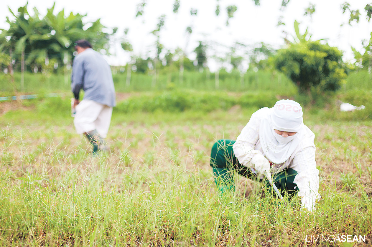 A Boutique Farm Stay in Chiang Mai /// Living Asean
