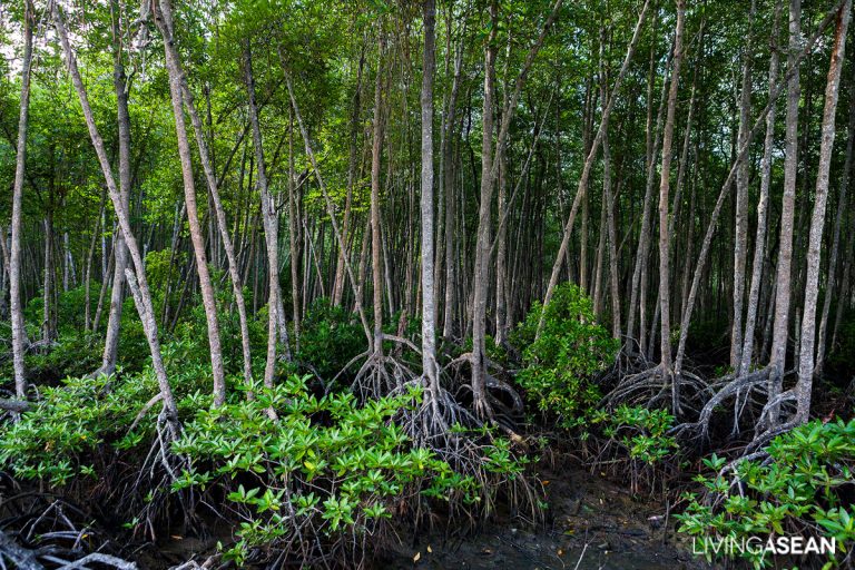 5 Good Reasons to Visit Pattani, Thailand / Living ASEAN