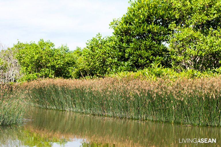 5 Good Reasons to Visit Pattani, Thailand / Living ASEAN