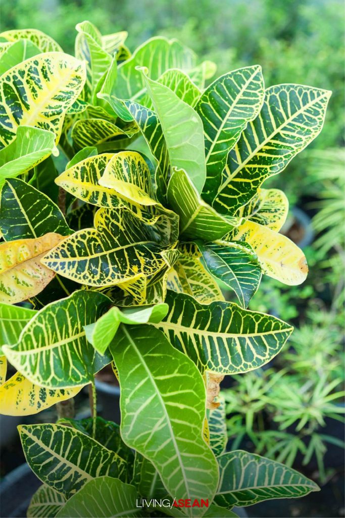 A Glimpse into the World of Rare Foliage Plants