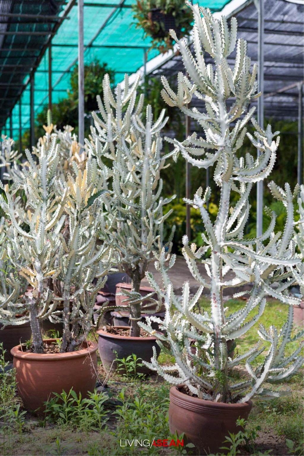 GARDEN / Living ASEAN - Inspiring Tropical Lifestyle