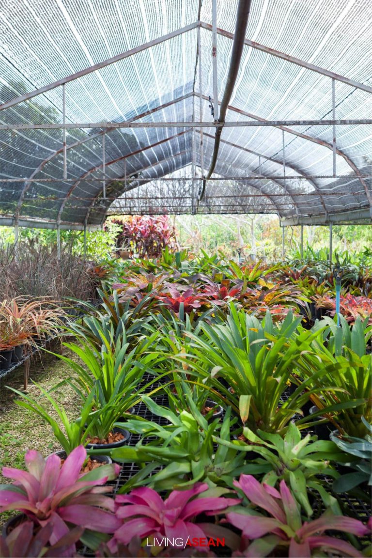 GARDEN / Living ASEAN - Inspiring Tropical Lifestyle