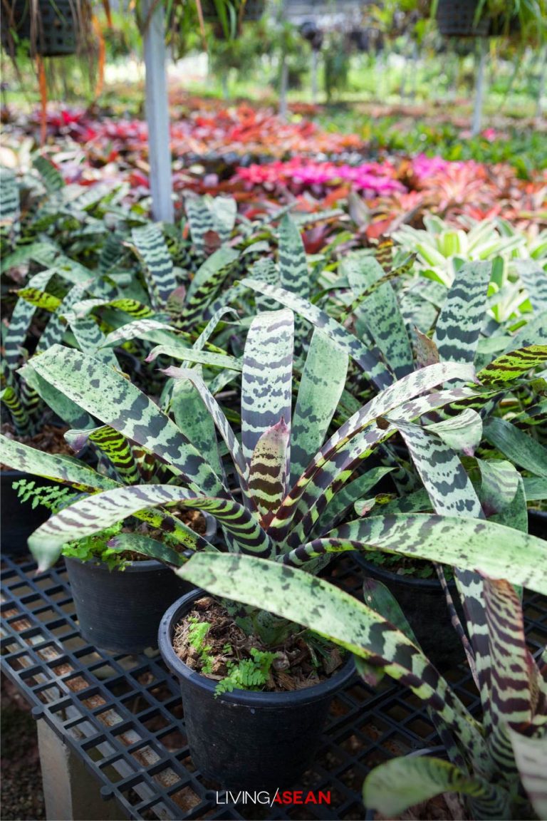 A Glimpse into the World of Rare Foliage Plants