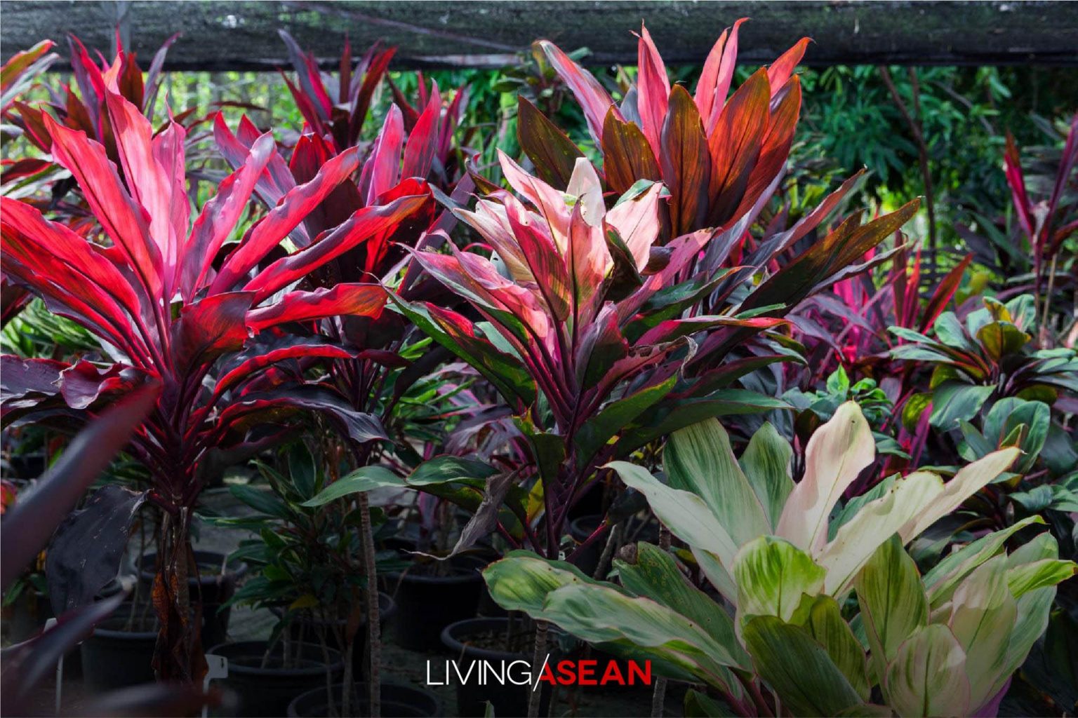 A Glimpse into the World of Rare Foliage Plants