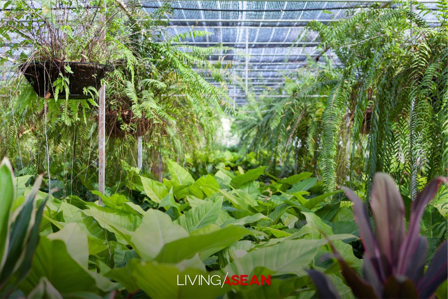 GARDEN / Living ASEAN - Inspiring Tropical Lifestyle