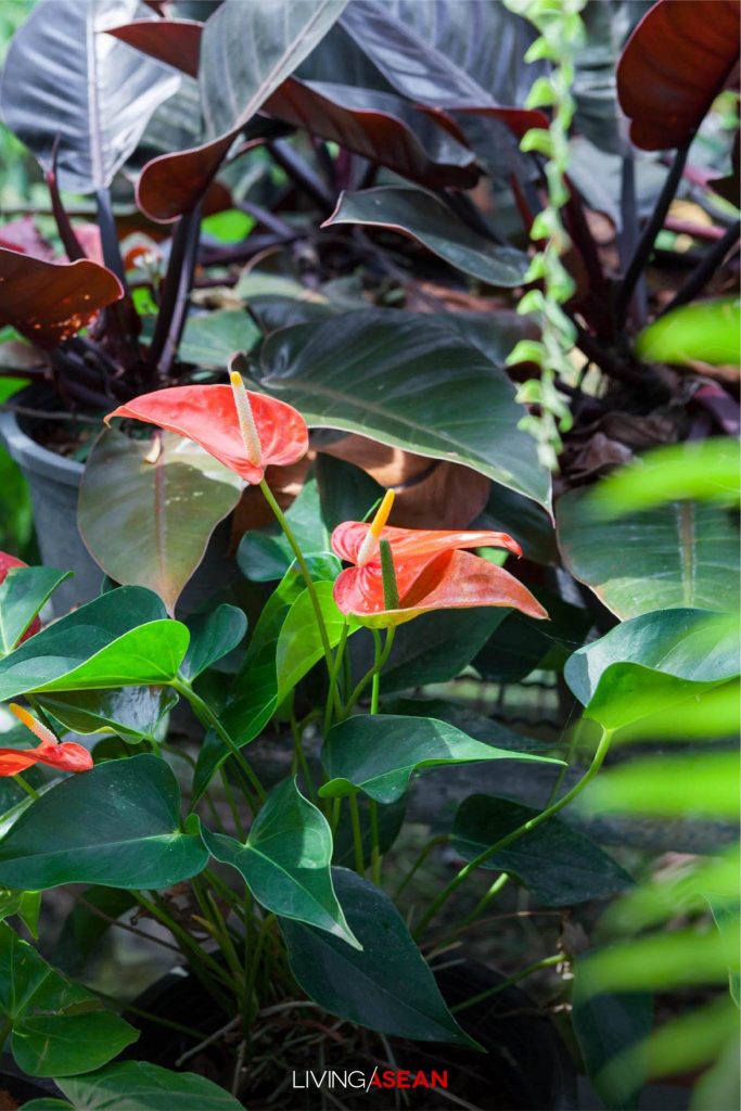 GARDEN / Living ASEAN - Inspiring Tropical Lifestyle