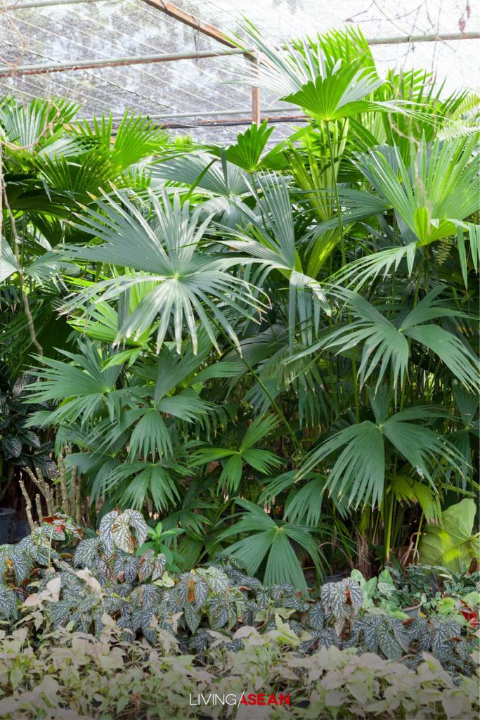 GARDEN / Living ASEAN - Inspiring Tropical Lifestyle